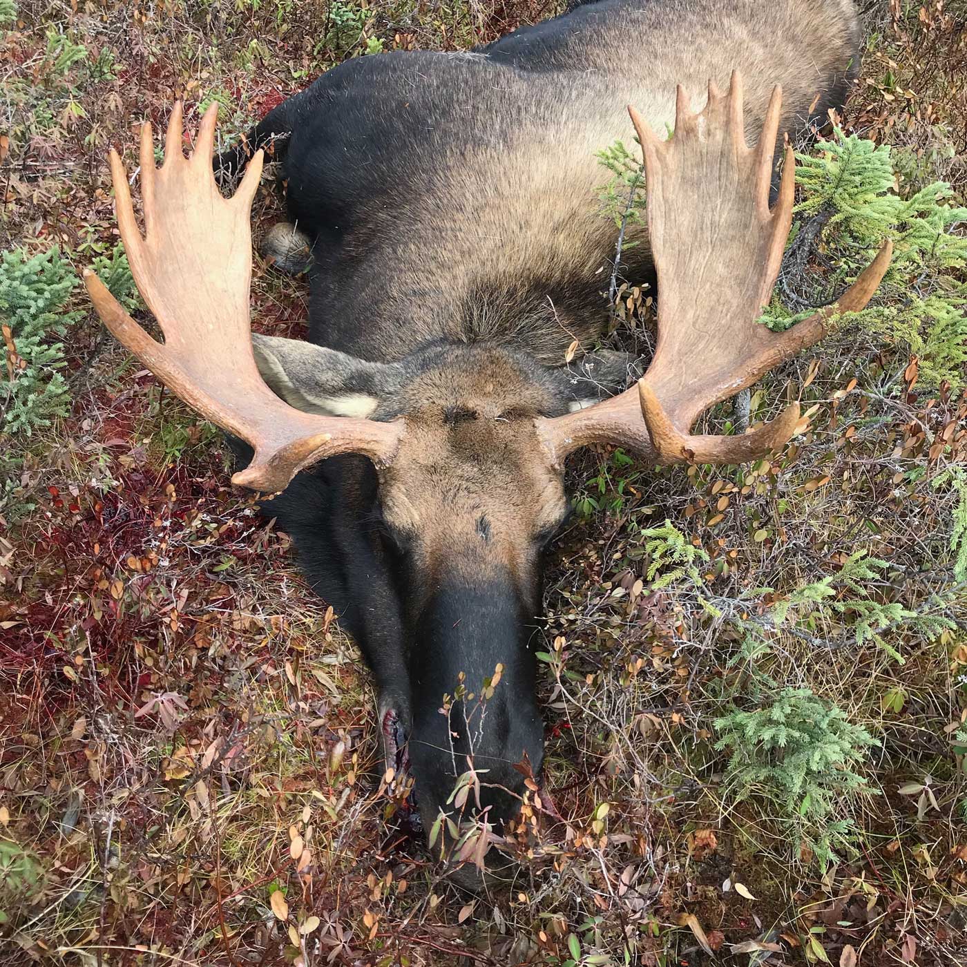 ISLAND SAFARIS - Newfoundland Big Game Hunting Outfitter