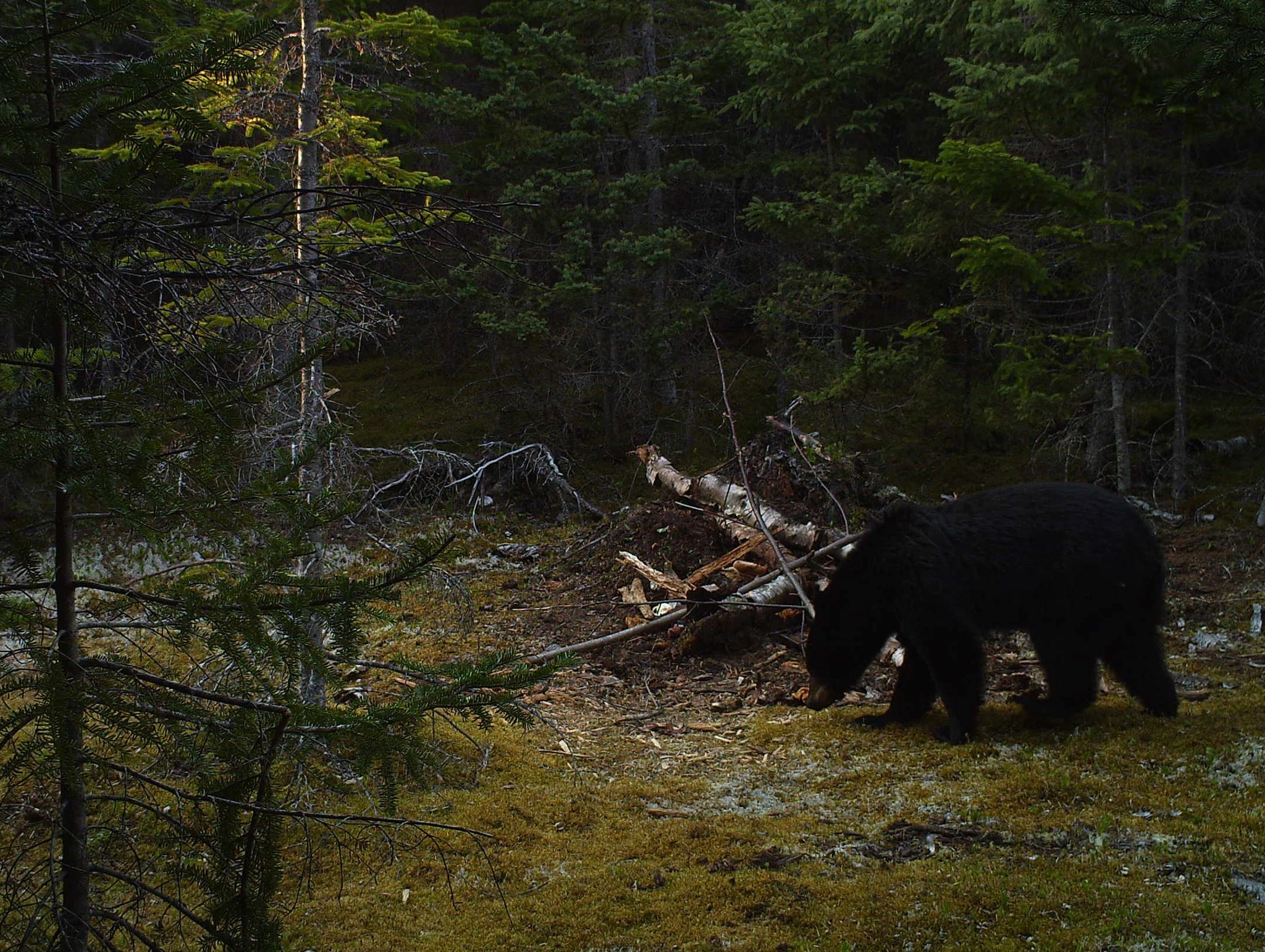 ISLAND SAFARIS - Newfoundland Big Game Hunting Outfitter